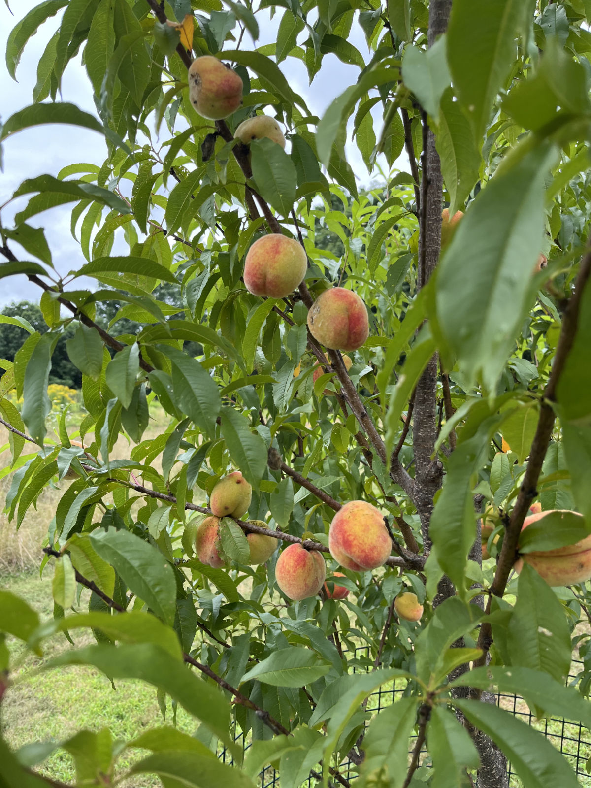 Sheepscot Arts Preserve